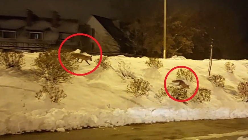 Lisia Parka Poznała Się W Iławie [zobacz Wideo]