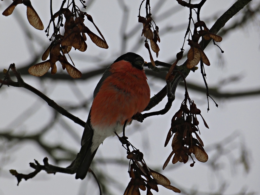 Przyroda w Iławie: Gile przyleciały do nas z lasu. Magdalena Rudnicka ...