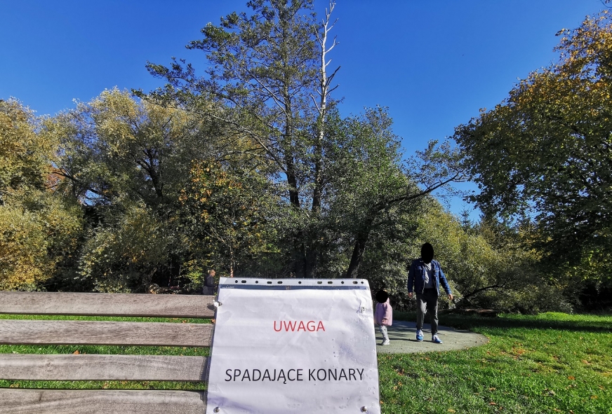 W końcu spadnie na dzieci? Pytaliśmy, co z suchym drzewem na Wyspie ...