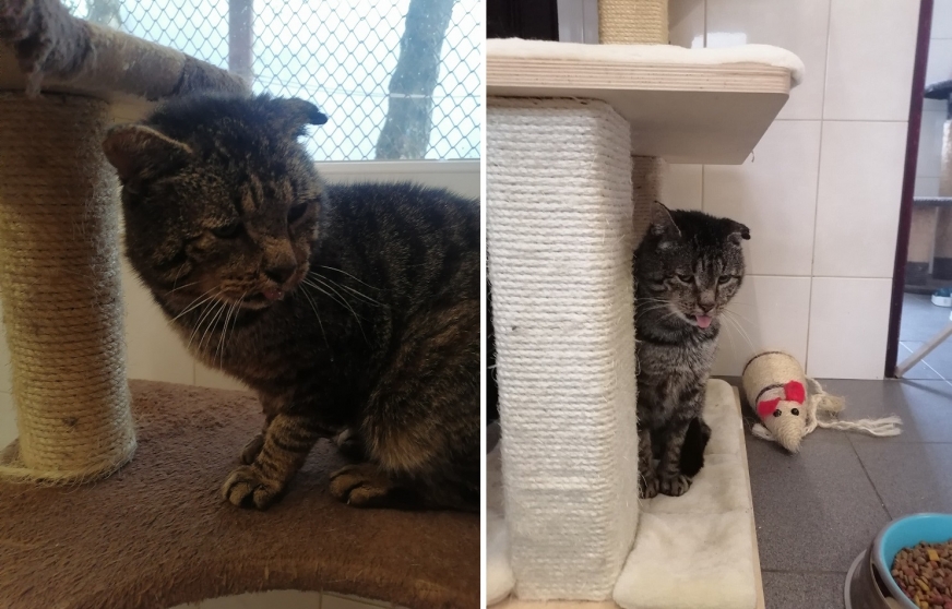 Iława. Kot Street już nie chce żyć na ulicy