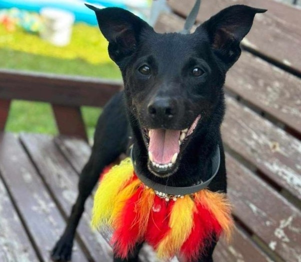 Ostry to psiak, który nade wszystko kocha ludzi! Poznaj go [ZOBACZ ZDJĘCIA]